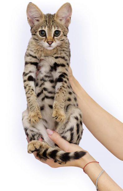 Savannah cat - Savannah Ð¡alifornia